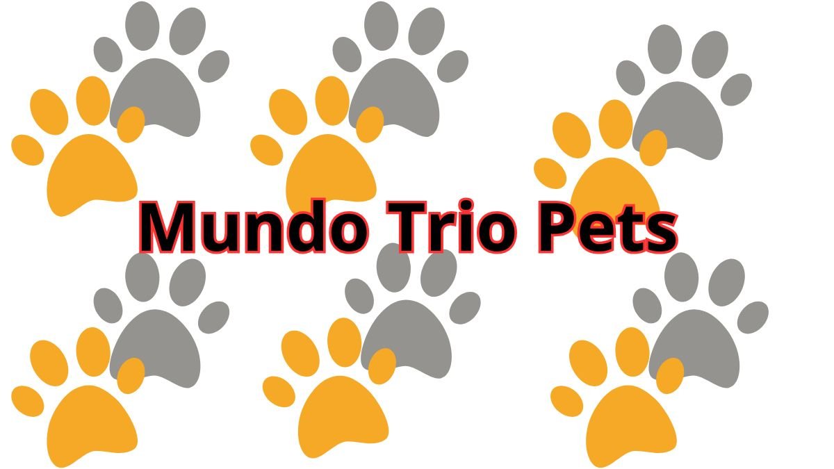 Mundo Trio Pets - mundo trio pets